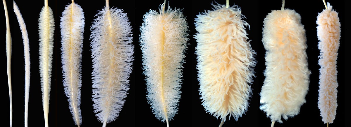 Cluster Questions. Proteoid Roots | by Isabella Armour | Botany ...