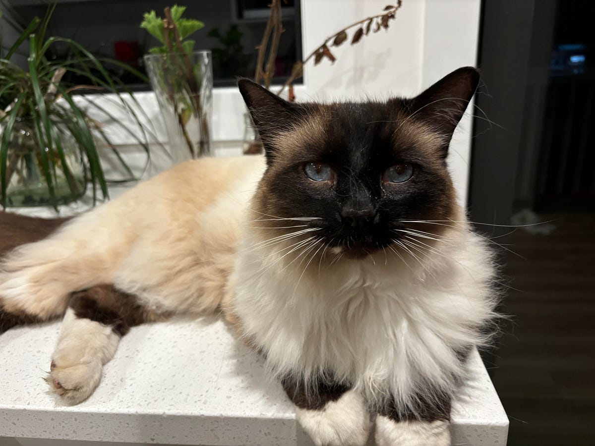Dave, My Wayward Son. Cat wars in the countryside bring on a… | by ...