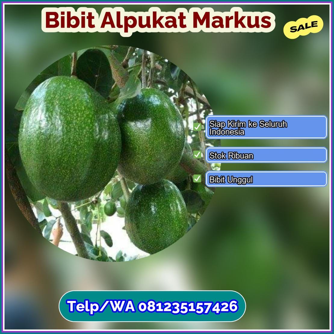 Harga Bibit Alpukat Markus Gresik | by zahrah bibit | Jul, 2023 | Medium