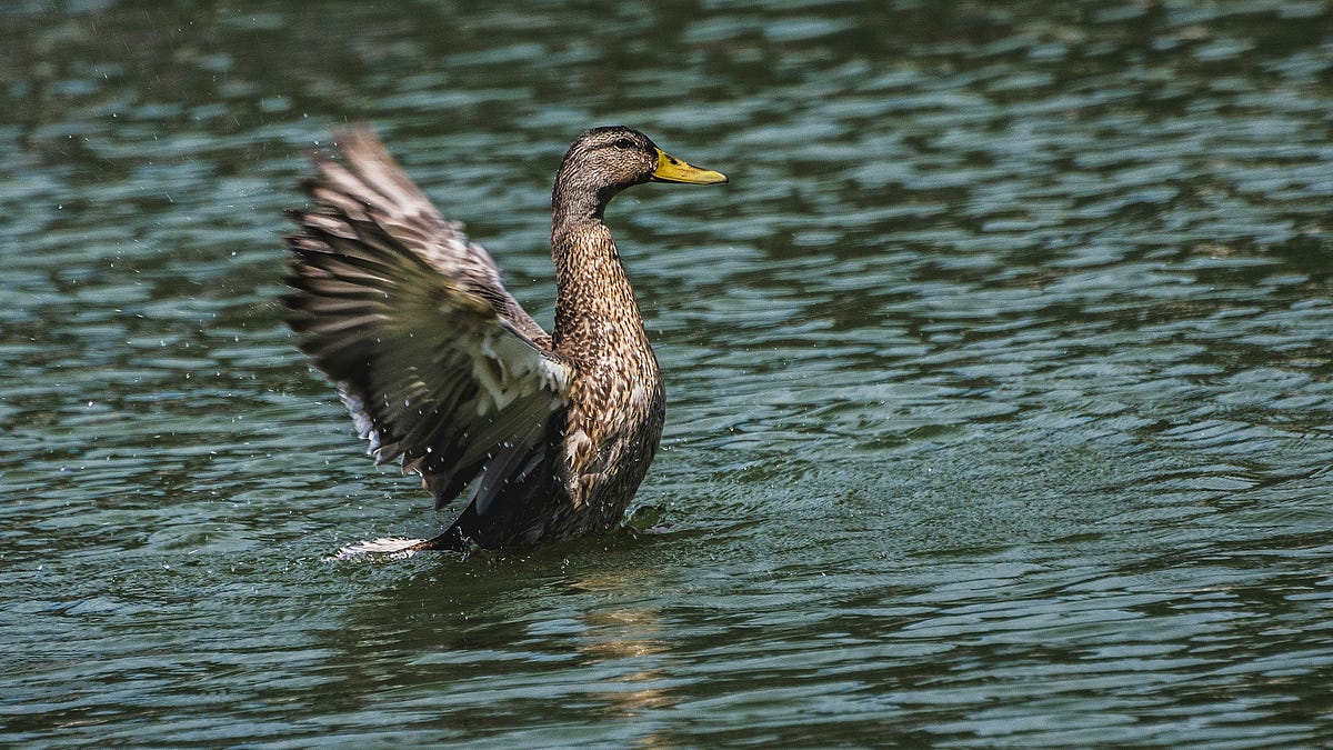 The Wisdom of Duck Feathers and Water | by Leila Writes | The daily ...