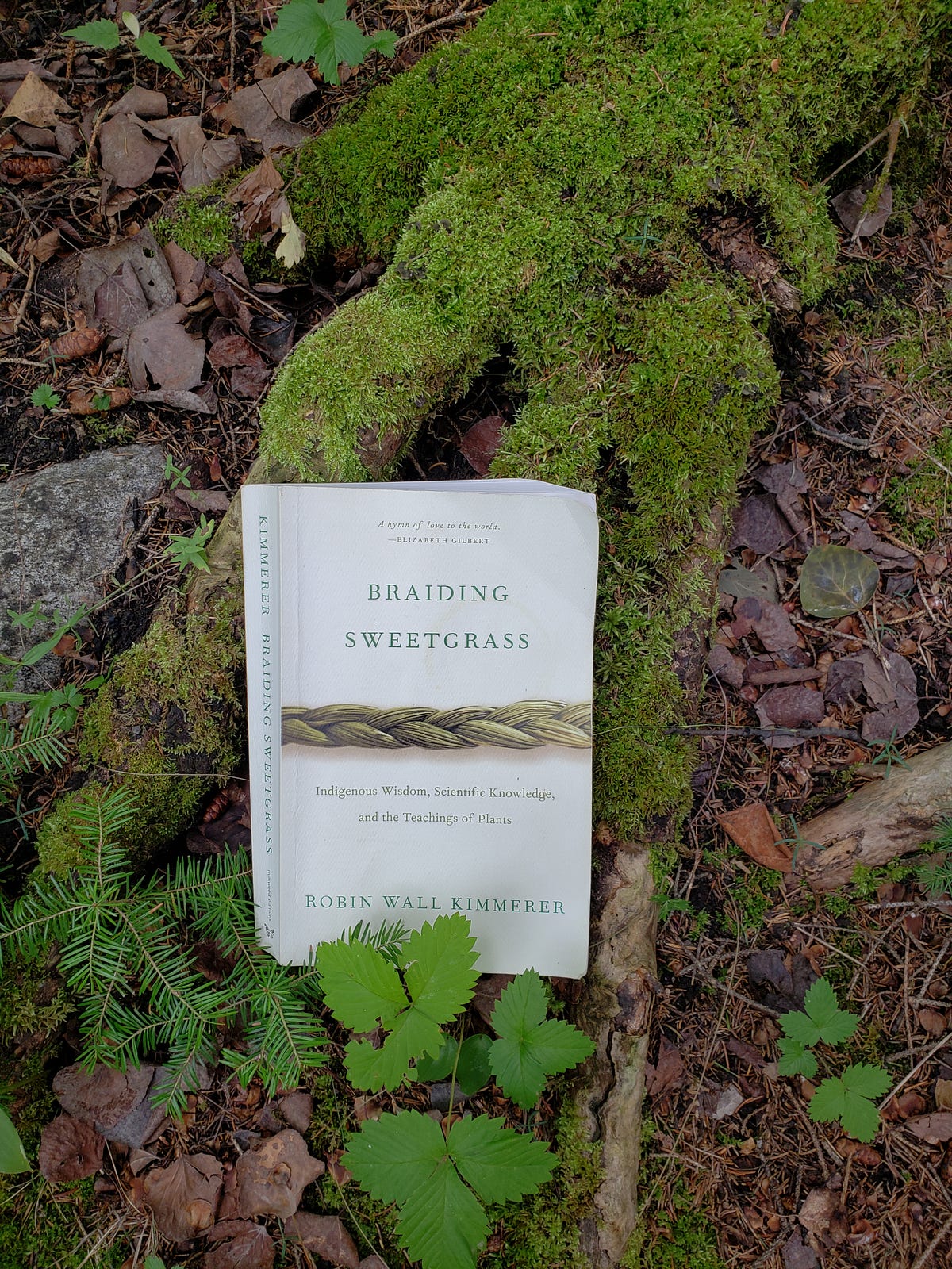 Braiding Sweetgrass: a Review. the book that gave me a better… | by ...