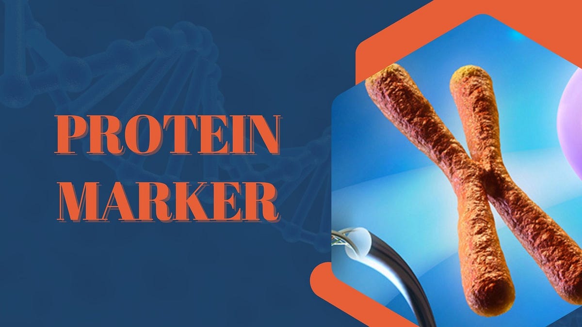 What Role Do Protein Markers Play in the Protein Purification Process ...