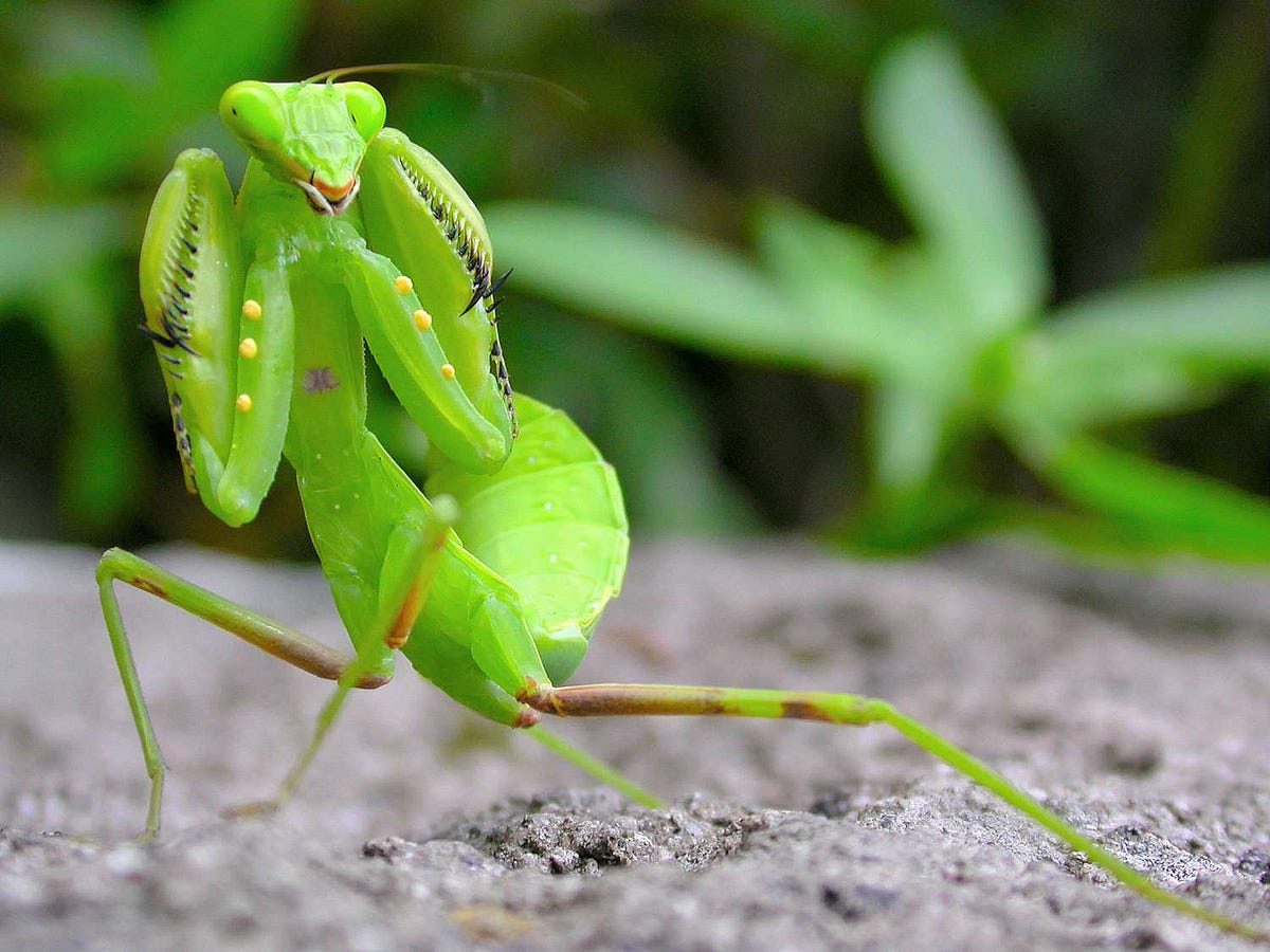 Seeing the World Through Compound Eyes: Lessons from the Praying Mantis ...