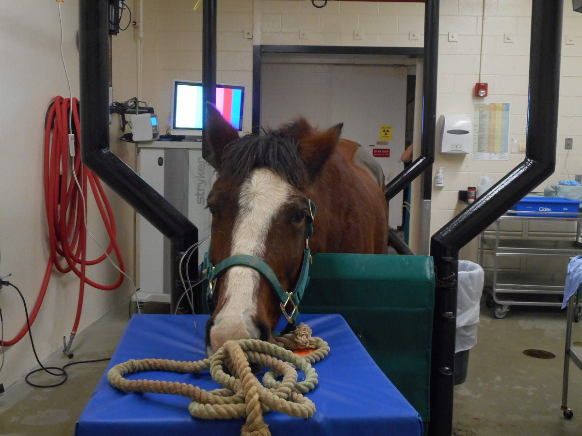 Shaping the Future of Large Animal Surgery | by Gwendolynn Hummel | Medium