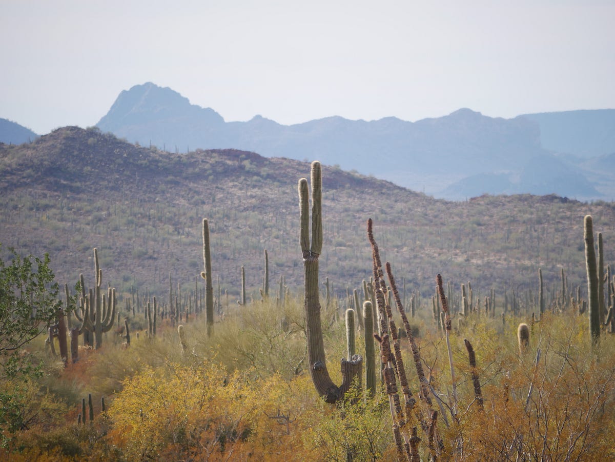 Nature’s Vibrations… of Forests, Deserts + Mountains. | by Jack Bybee ...