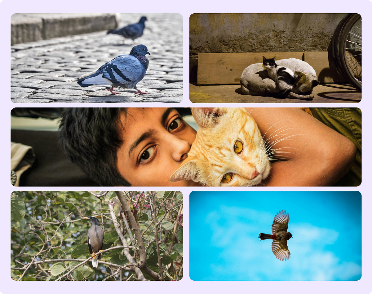 Product and UX case study -An app for helping animals. | by Sahana Bs ...