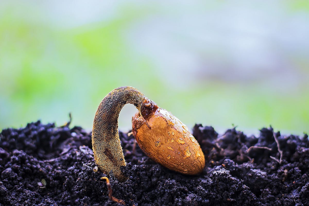 Bible errors, the smallest seed growing into the biggest tree? | by ...