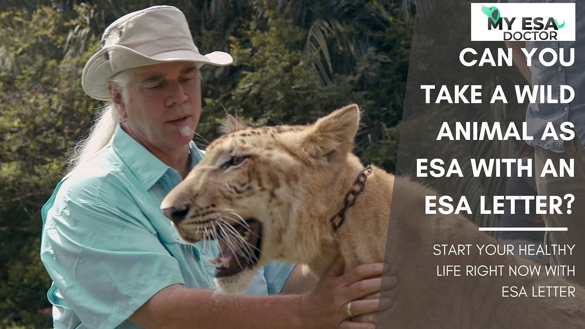 Can you take a wild animal as ESA with an ESA letter? | by Myesadoctor ...