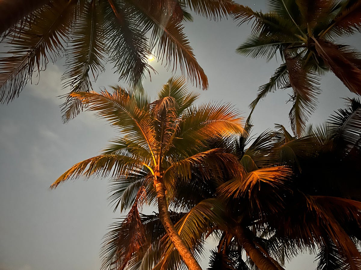 Destruction | by Anisha Reneè | Jun, 2024 | Medium