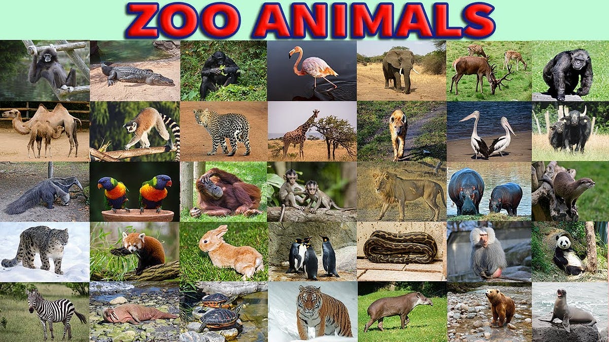 The ethical issues of keeping animals in zoos | by Kanwal Zahra | Nov, 2024 | Medium