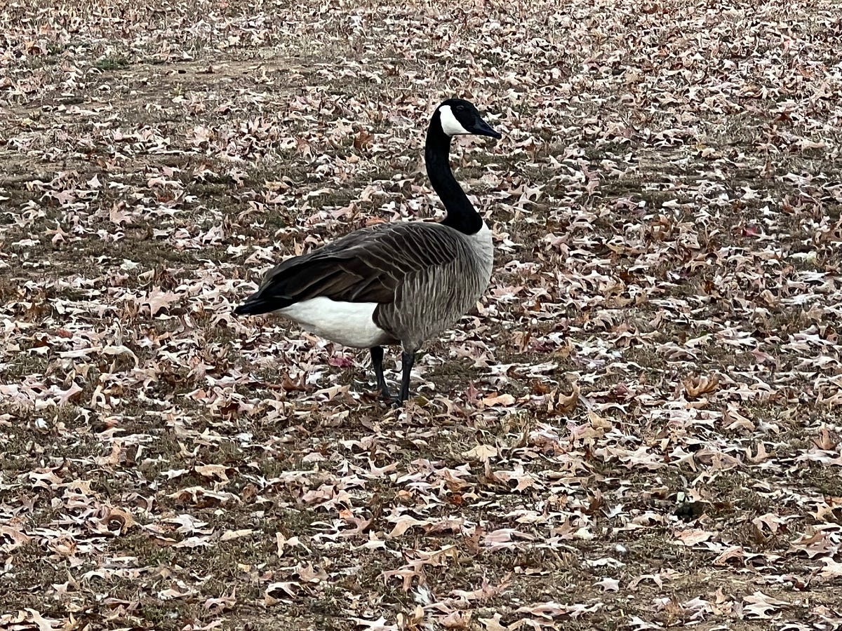 Canada Goose or Canadian Geese?. On Guntersville Lake in Alabama | by ...