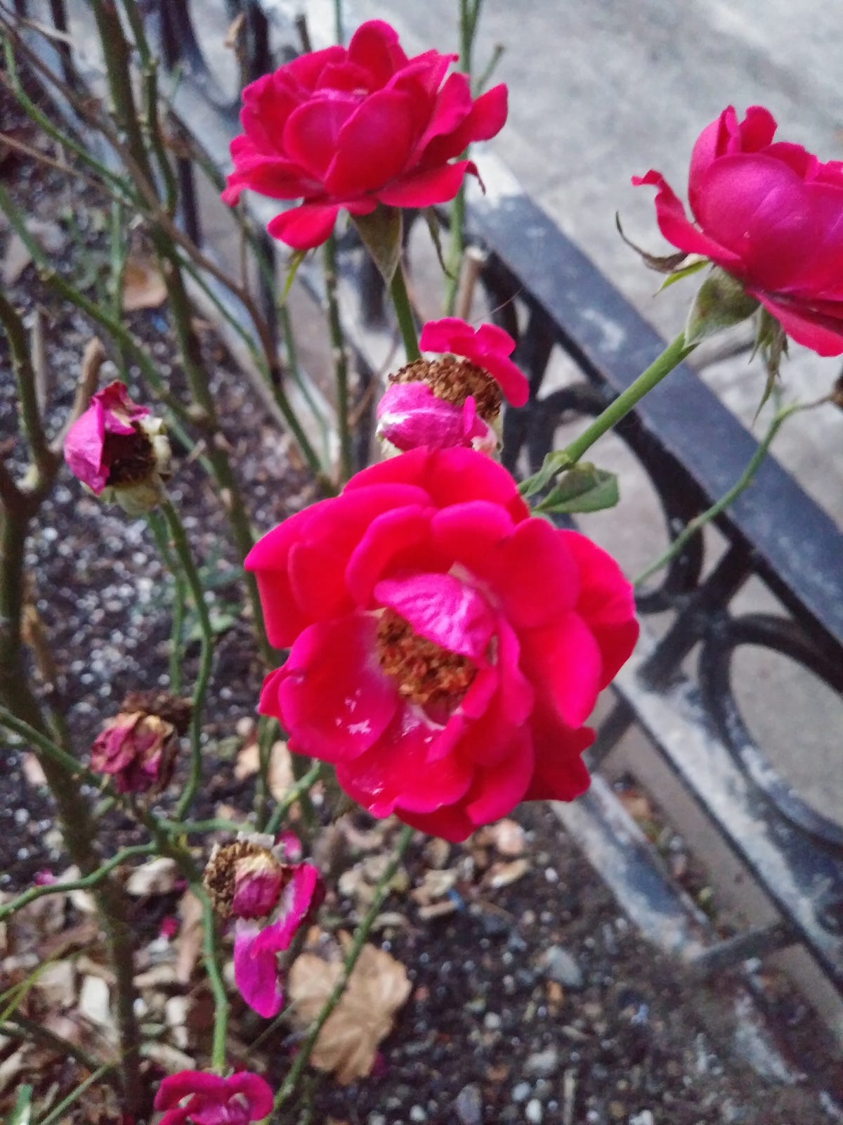 The Lesson of the Rose Bushes. A couple of years ago, I was worried ...