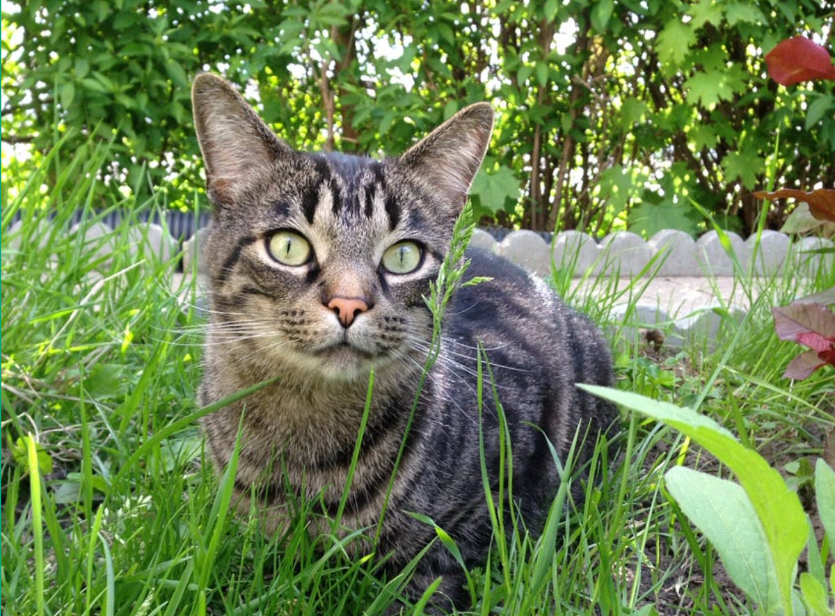 I Still See Him in My Dreams. My cat Elliot makes sure I won’t forget ...