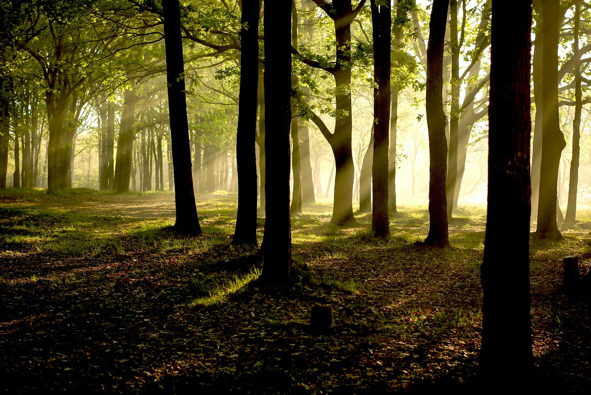 "Natures Symphony: Exploring the Enchanting Komorebi in the Heart of ...