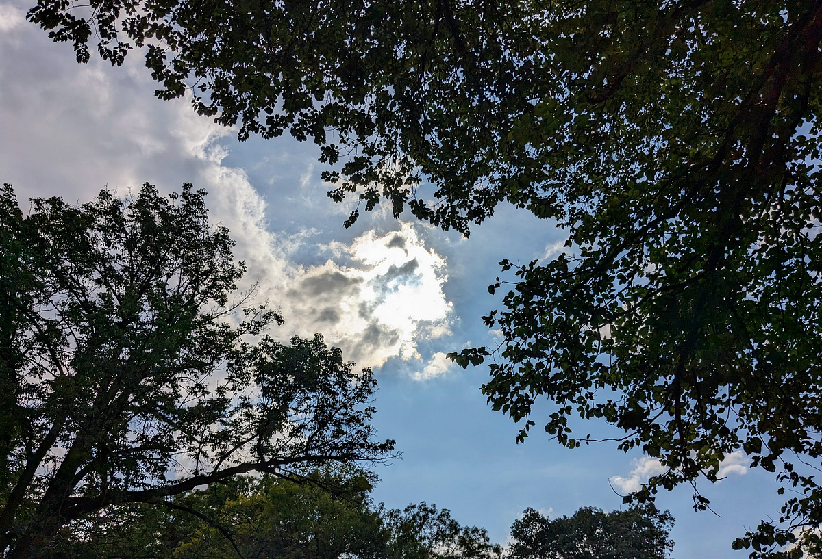 A great tree falls. A Gaian parable on the Great… | by Alan Palmiter ...