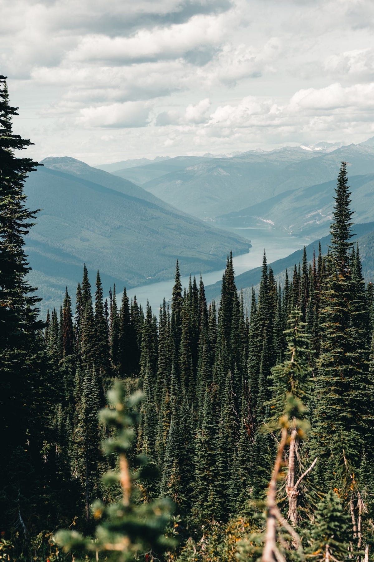 What Do Trees Feel About Us?. Beyond the sweat on our brow lies… | by ...