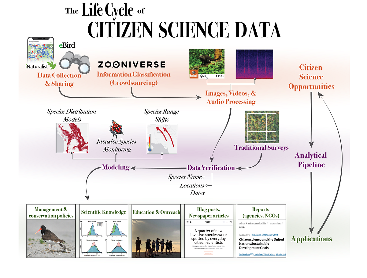 How Does Citizen Science Data Assist Biodiversity Research? | by Yale ...