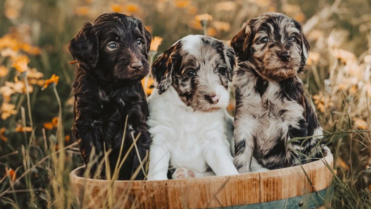 The Importance of Choosing an Ethical Breeder for Your Goldendoodle | by Windsong Doodles LLC ...