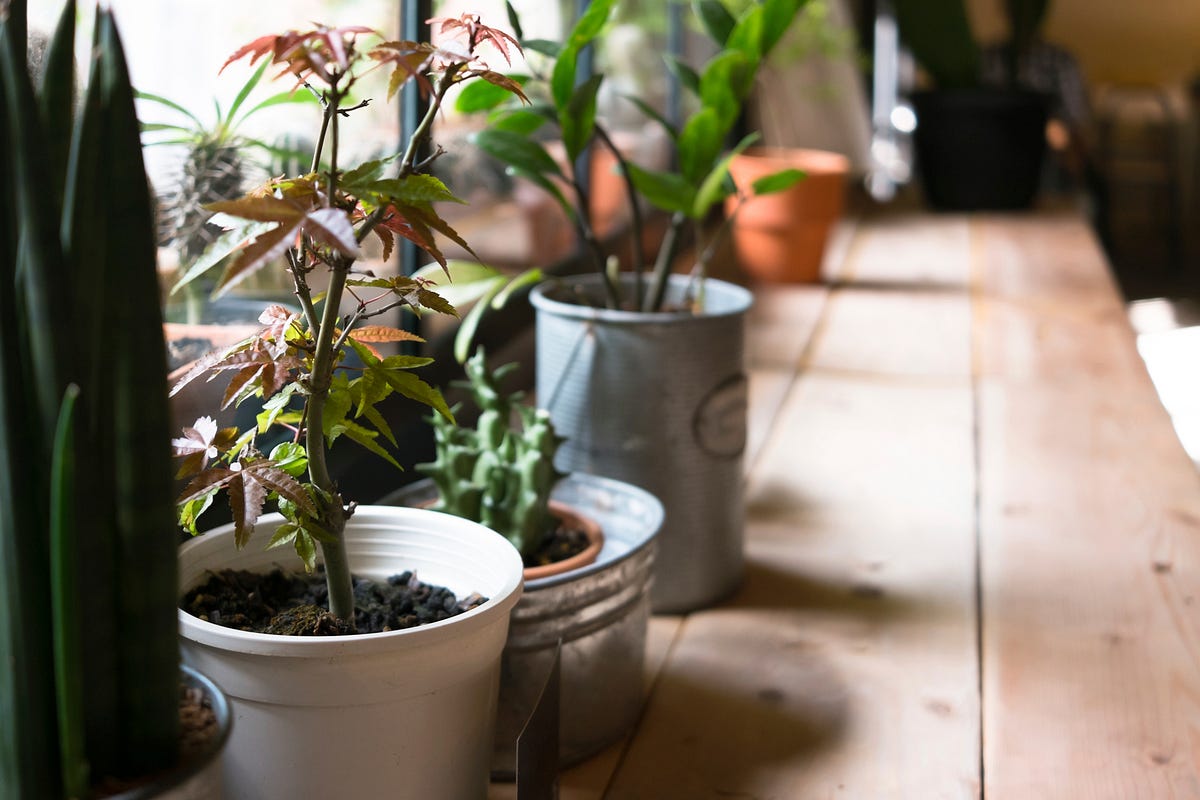 Use Houseplants To Combat Your Stuffy Air | by FastGrowingTrees.com ...