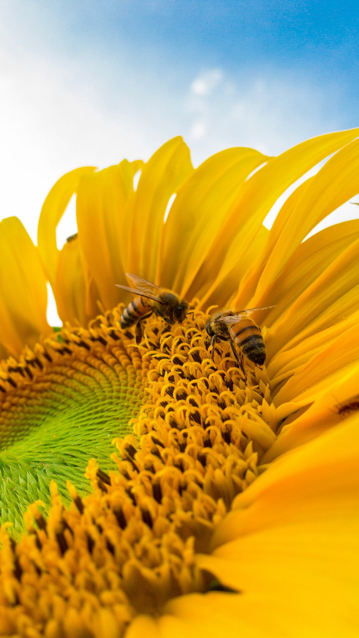 Title: The Buzzing Success of a Beehive Workplace: Lessons to Learn ...