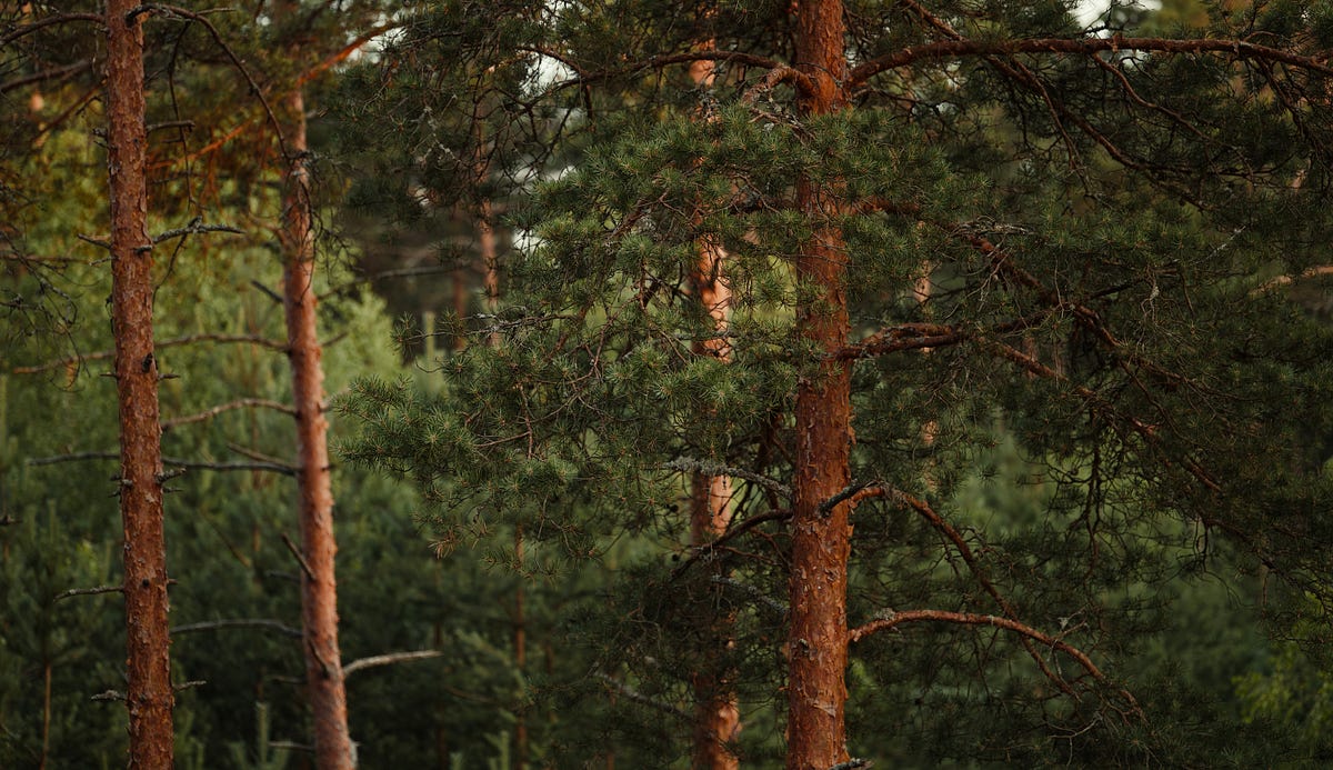 The Sound of the Pine Trees. The wind whistles through the pine… | by ...