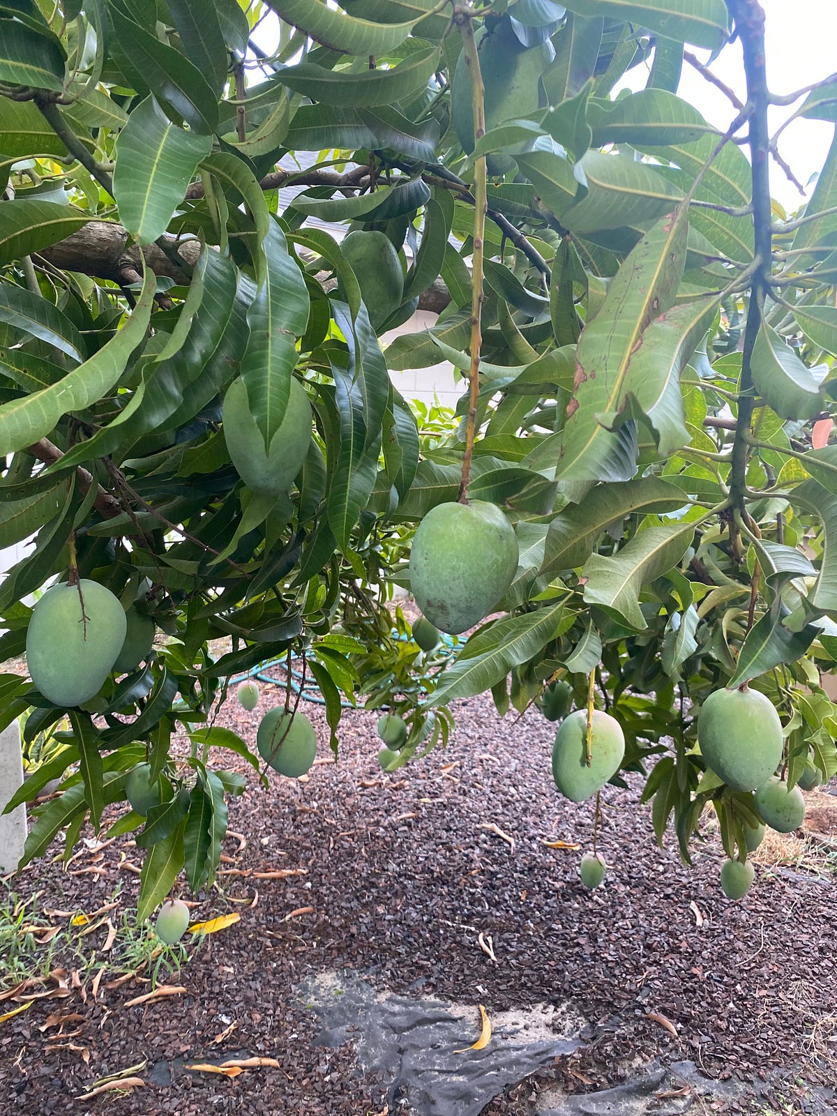 The Mighty Mango: How a Hurricane Survivor Thrives and Bears Fruit ...