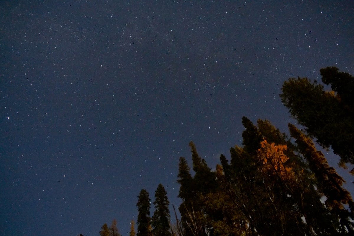 Why are Himalayan Trees So Tall?. Photo by Rishabh Dharmani on Unsplash ...
