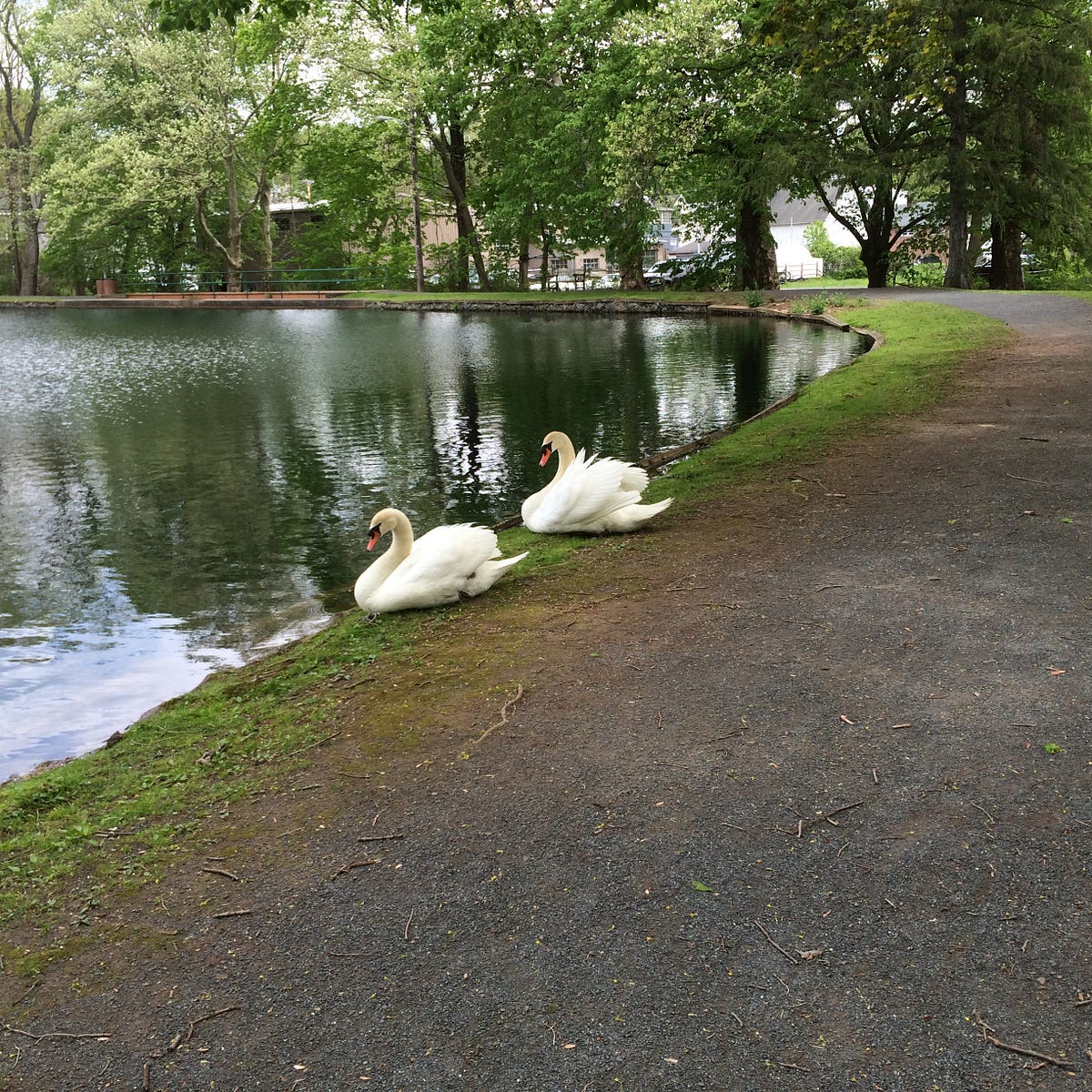 Happiness: Swans Mate For Life - Six Word Photo Story Challenge - Medium