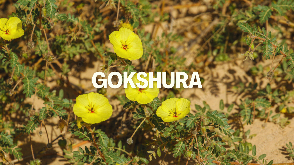 Supporting Kidney Health: The Healing Properties of Gokshura | by ...