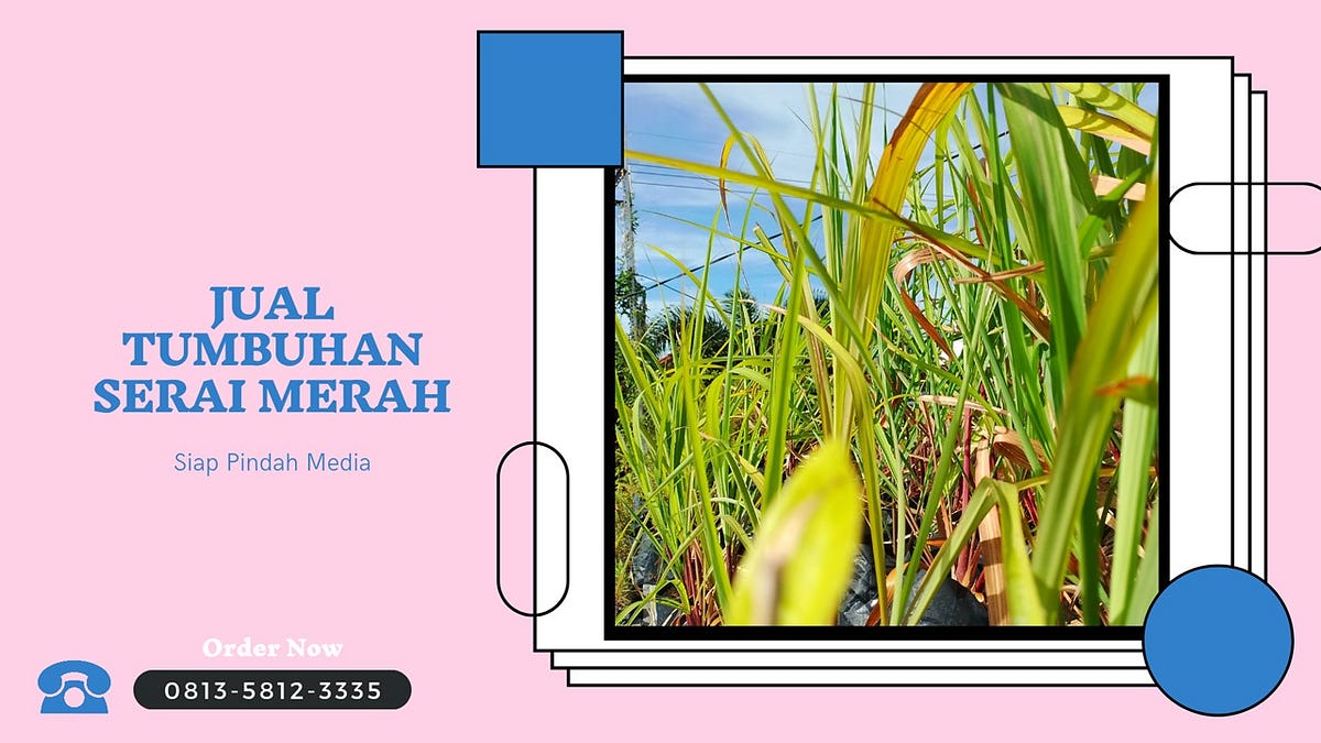 FRESH,WA 0813–5812–3335, JUAL TANAMAN SERAI MERAH MALANG - Tanaman ...