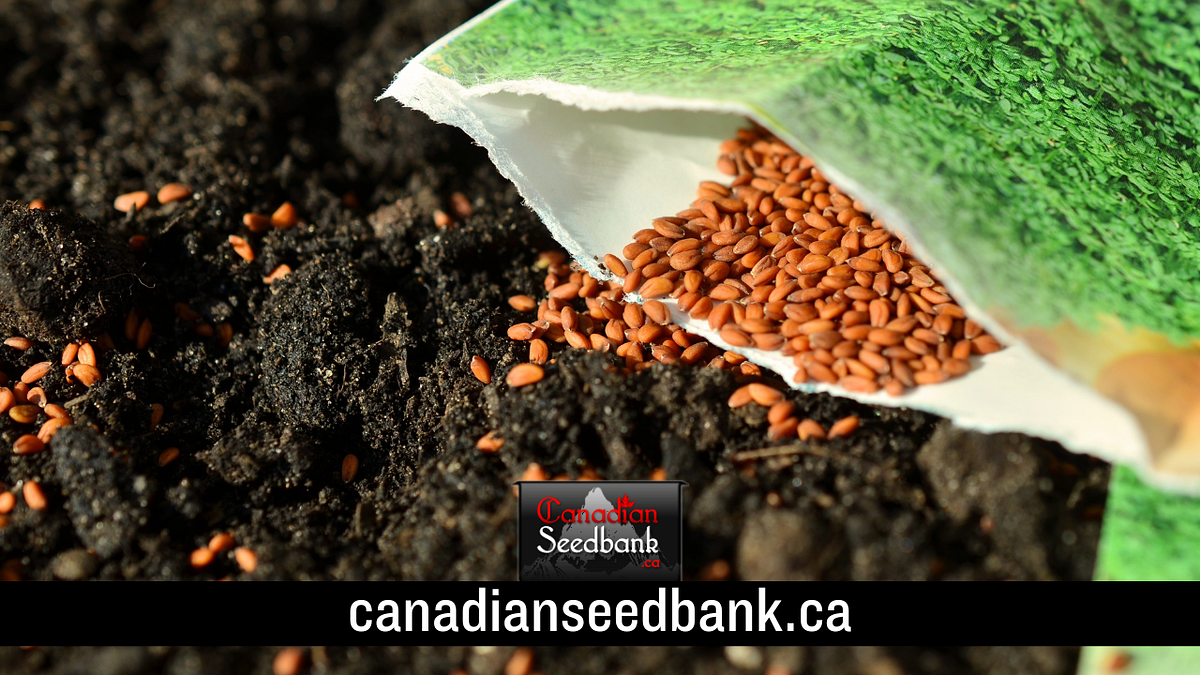 Your Source for Quality Canada Seeds | by Sam Baker | Medium