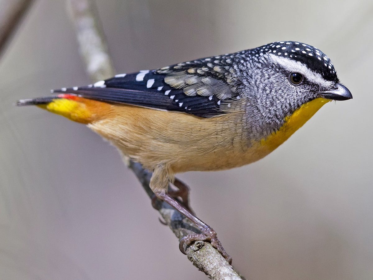 Australia’s Smallest Bird on the Move | by Tiago Miranda | Weeds ...