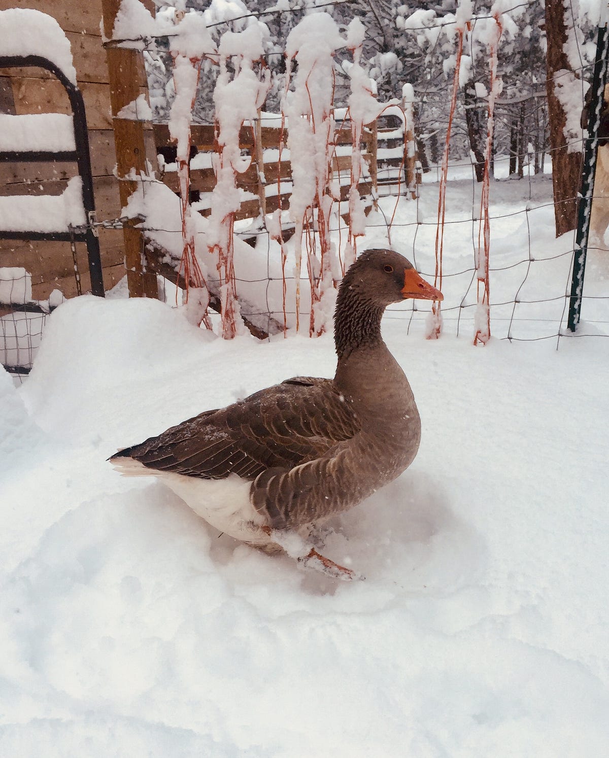 Turkey Boss. I love my goose. Truth. One of many… | by Jessica Nandino ...