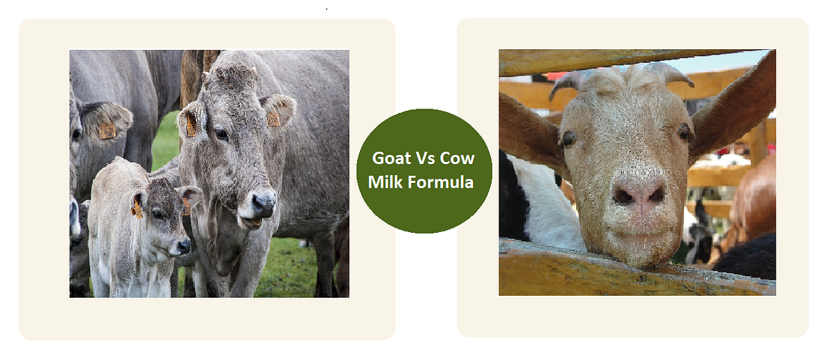 Goat vs Cow Milk Formula: Detailed Guide | by Anubhavkumar | Medium