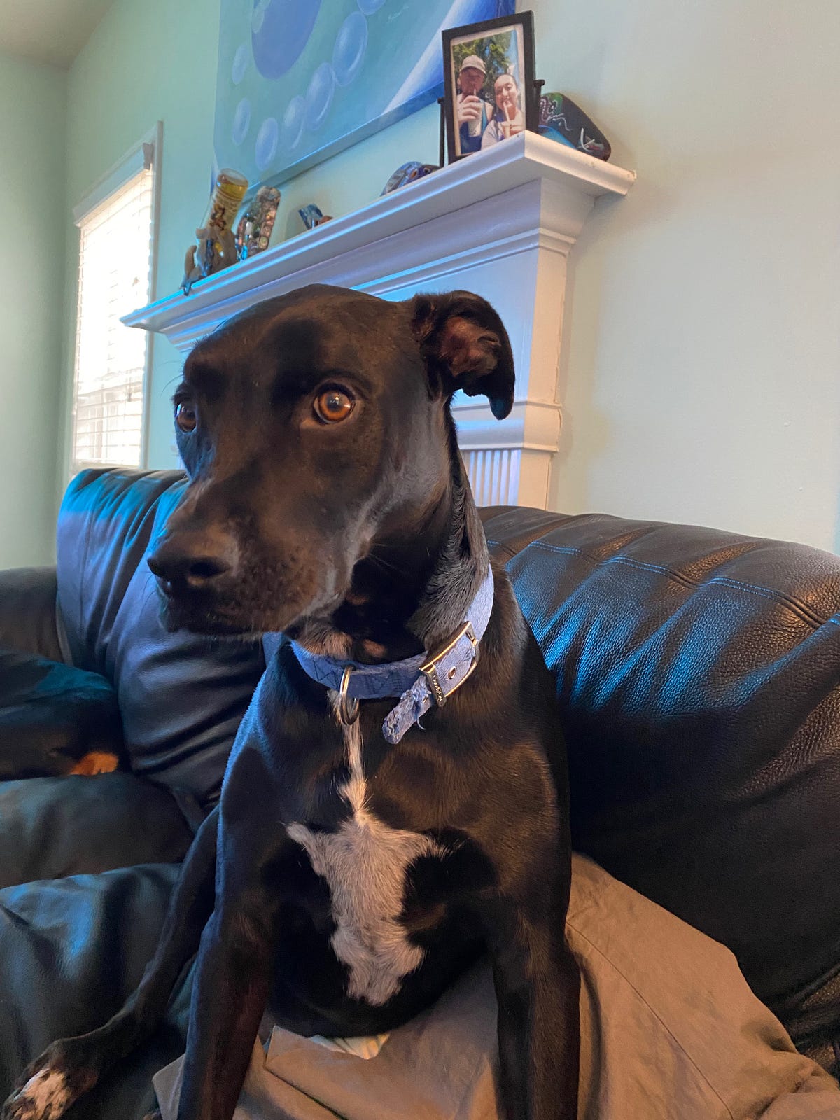 Talk about dog etiquette!. In the rise of people getting dogs… | by ...