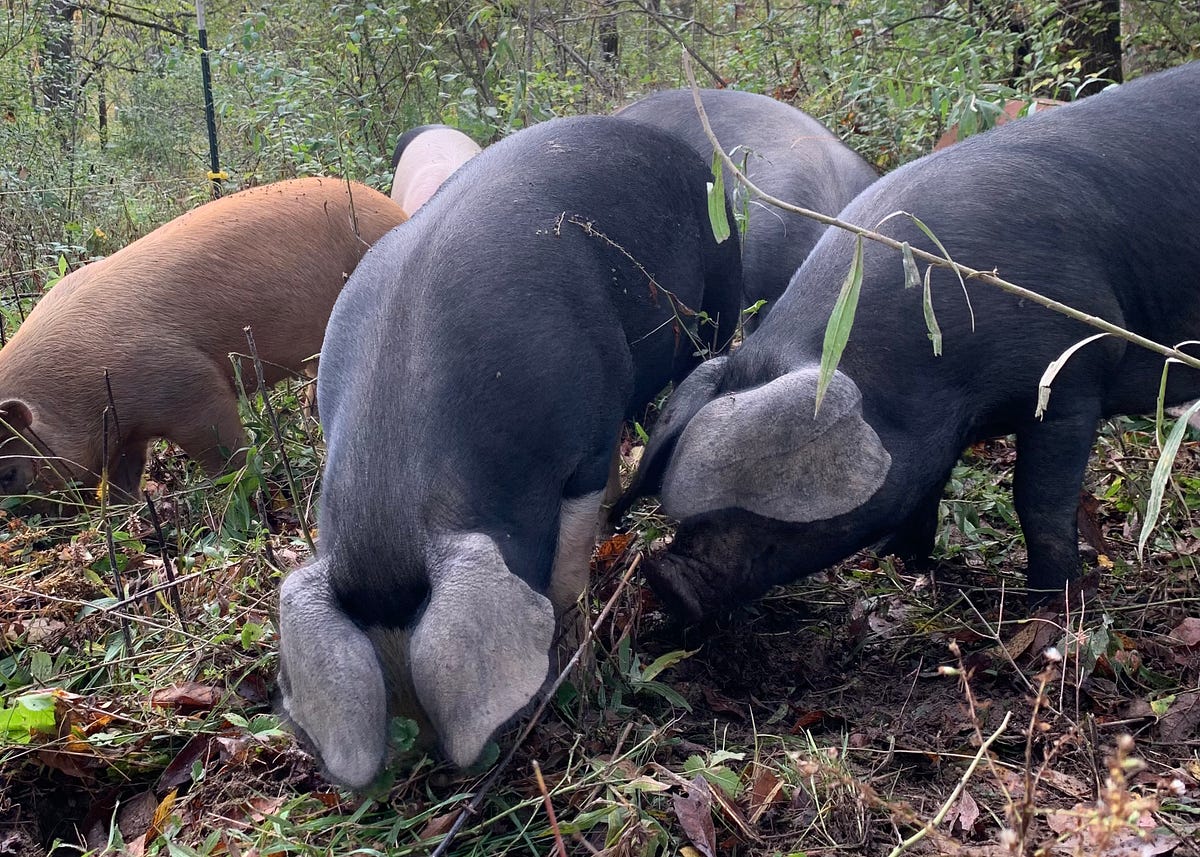 The Work-Life-Homestead Balance No One Talks About | by Robbie Hoover | Medium