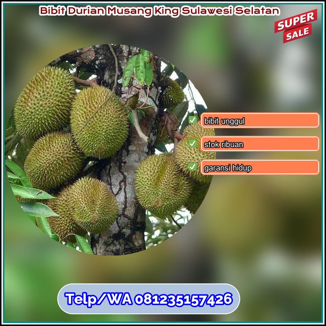 Bibit Durian Musang King Sulawesi Selatan | by faresta bibit | Jul ...