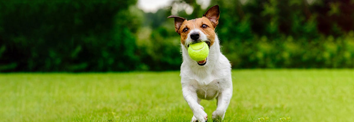 Mejorar la experiencia del usuario cuando hace ejercicio con su perro ...