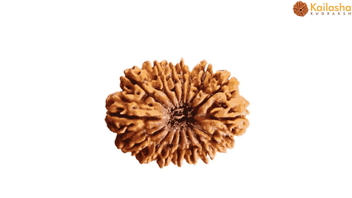 16 Mukhi Rudraksh Benefits-. 16 Mukhi Rudraksh | by amit singh | Medium