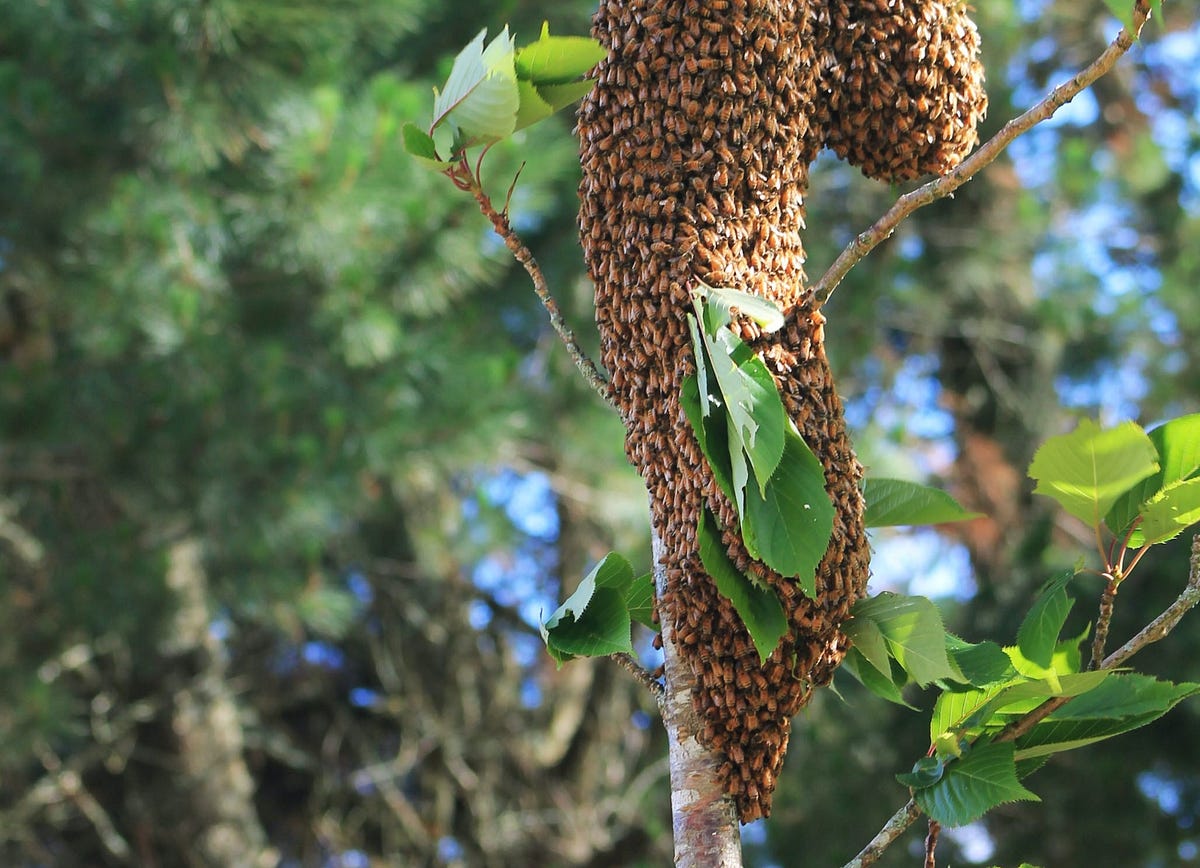 Three Steps to Follow When You Find a Bee Swarm | by Jessica Cram | Apr ...