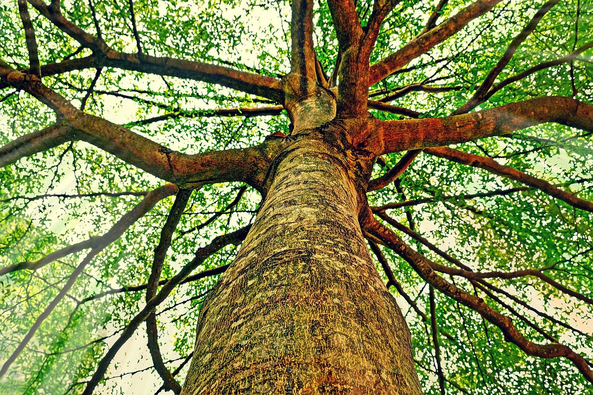 Branching out. Most business or scientific concepts… | by Jan Schultink ...