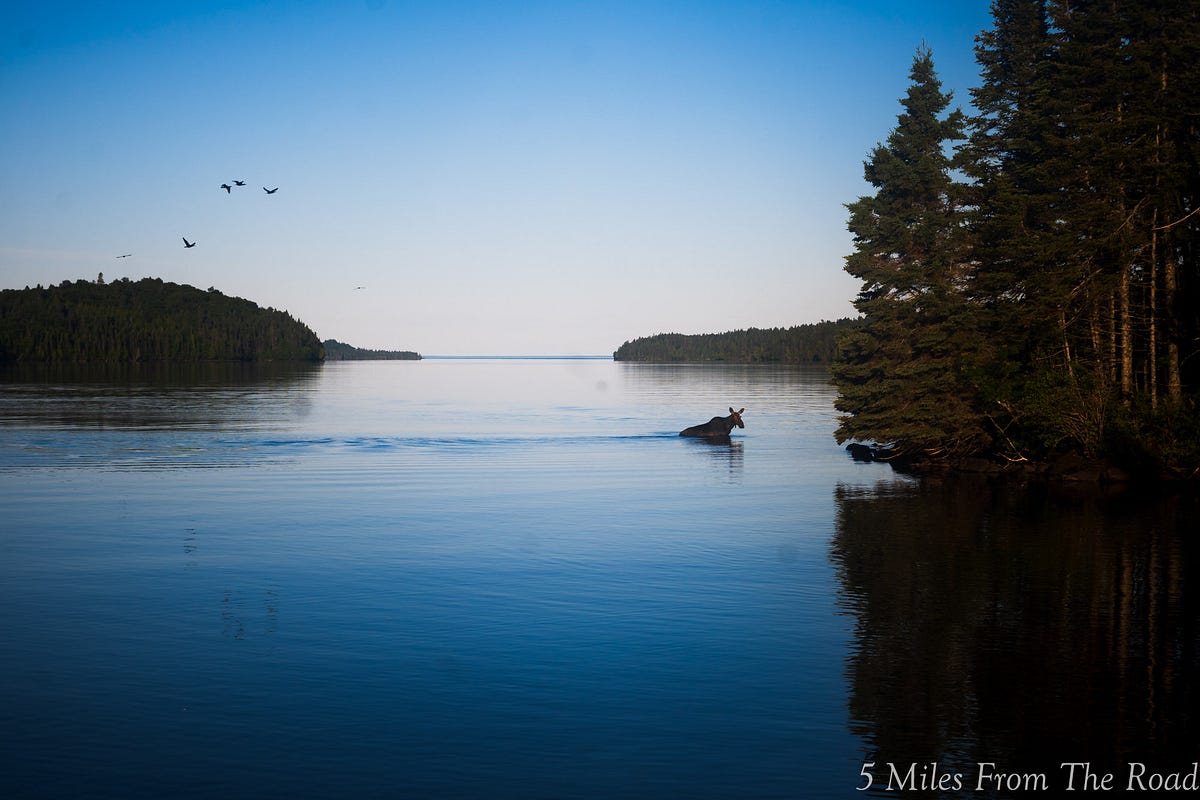 Good Morning Moose - SkiFastWI - Medium