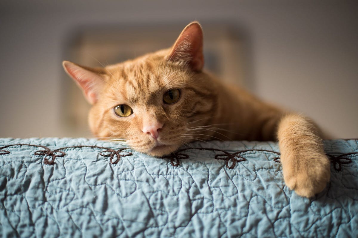 We Are Dealing With One Very Pissed Off Cat | by Toni Crowe | Catness ...