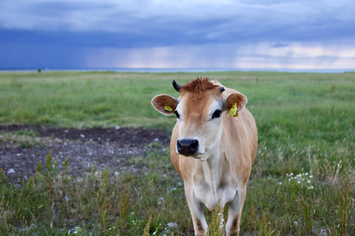 The Internet of Cows: AI in Agriculture with SomaDetect | by Alyssa ...