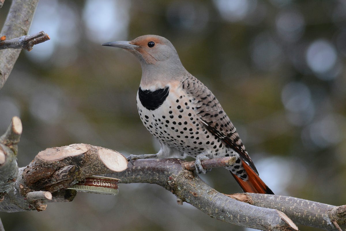 Birds Whose Elegant Feathers Will Leave You in Awe | by Raksha Kumari ...