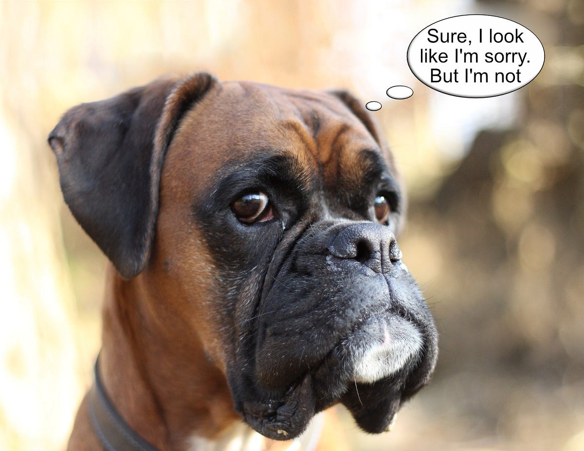 An Apology Tour of The Corporate World | by Robin Bloor | PermissionIO ...