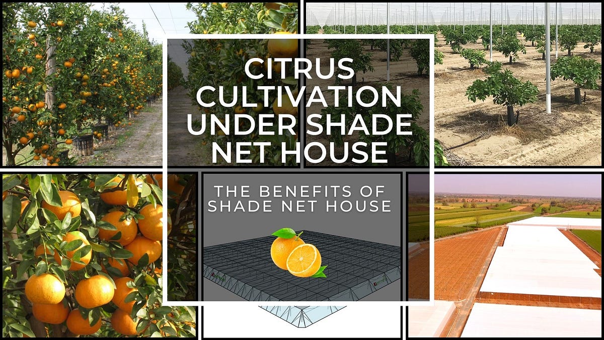 Citrus Cultivation under Shade Net House | by IG Aatreyas Pvt Ltd | Mar ...