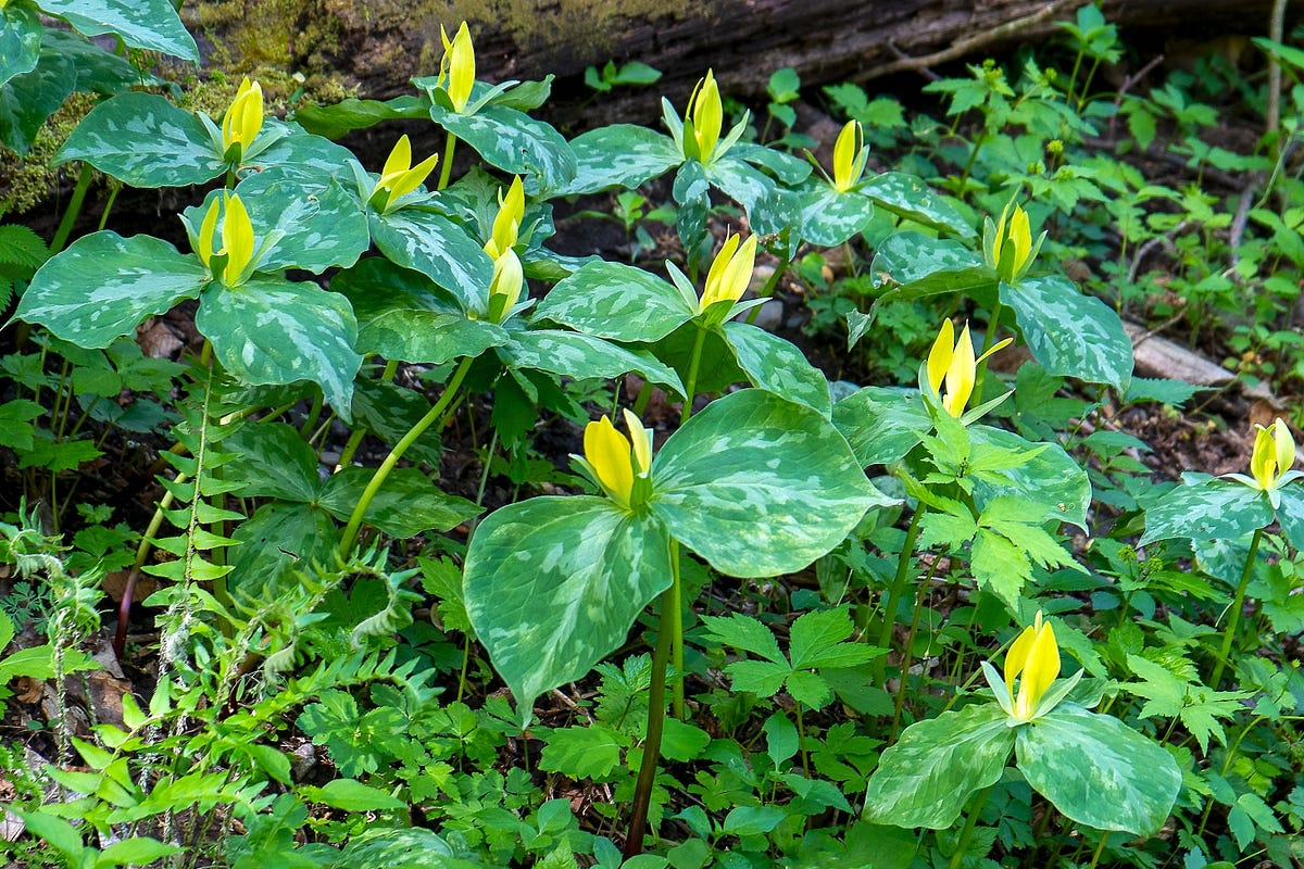 The Enchanting World of Yellow Trilliums | by Tammy Sons | Medium