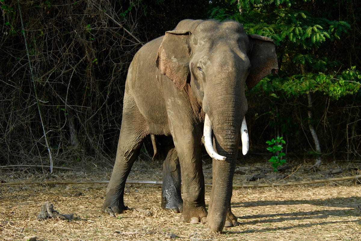 KHEDDA — CAPTURING WILD ELEPHANTS IN MYSORE | by N S Vinodh | Medium