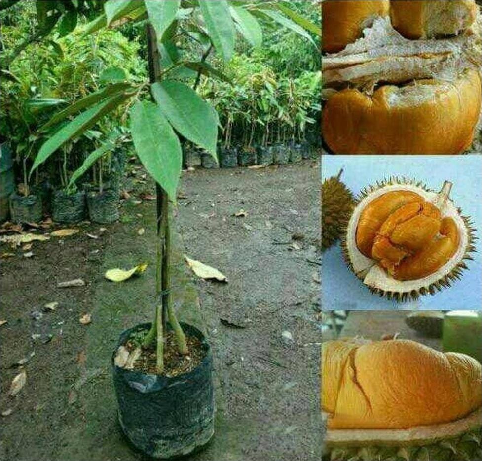 Bibit Durian Ochee Kaki 3 Duri Hitam — Semarang Terbaik | by Ezio Asoka | Medium